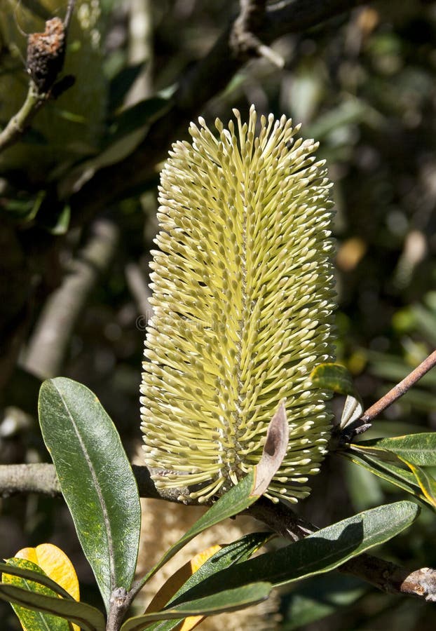 Banksia Wildflower: Kalbarri Bushland Stock Photo - Image of green ...