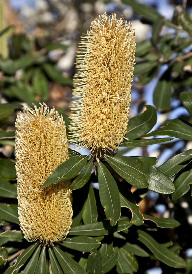 Banksia Flower stock image. Image of branch, native, follicle - 27099175