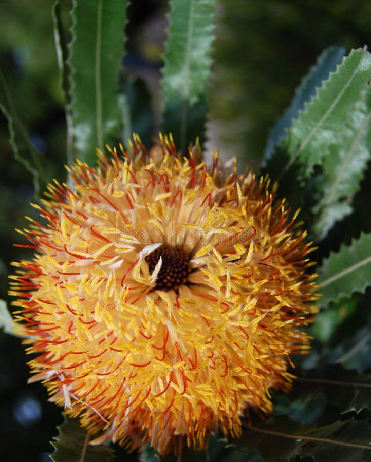 Banksia flower stock image. Image of littoralis, pungura - 9734307