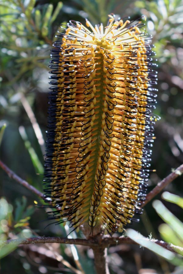 Banksia flower stock image. Image of australian, nature - 75289863