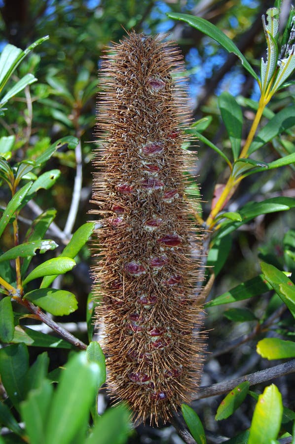 Banksia Nut Stock Photos - Free & Royalty-Free Stock Photos from Dreamstime