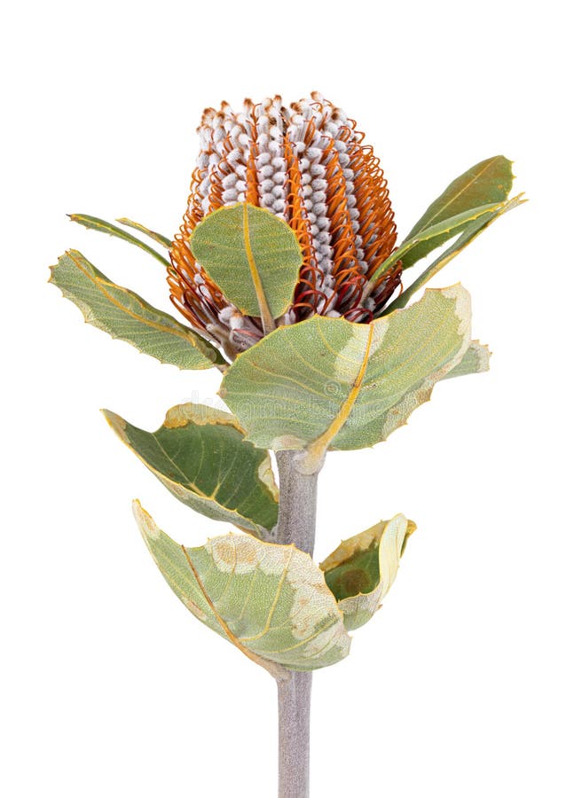 Banksia. Protea Flower Isolated on White Background Stock Image - Image ...