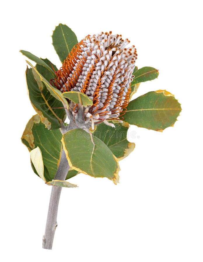 Banksia. Protea Flower Isolated on White Background Stock Photo - Image ...
