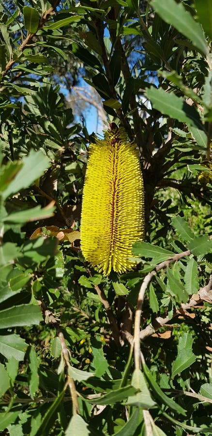 Yellow Banksia Protea Tree Flower Western Australia Stock Image - Image ...