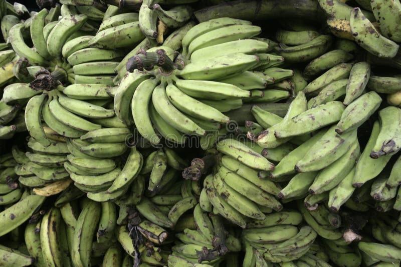 Bannanas stock photo. Image of commodity, collected, produce - 34412630