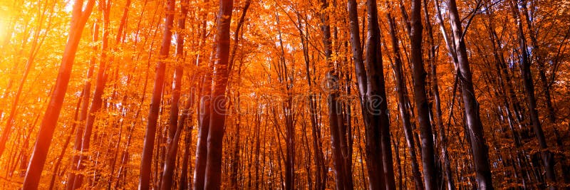 Banner 3:1. Autumn Treetops in Fall Forest. Sky and Sunlight through ...