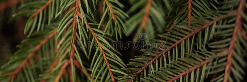 Banner Background a Texture Spruce Branches of Christmas Tree for a ...