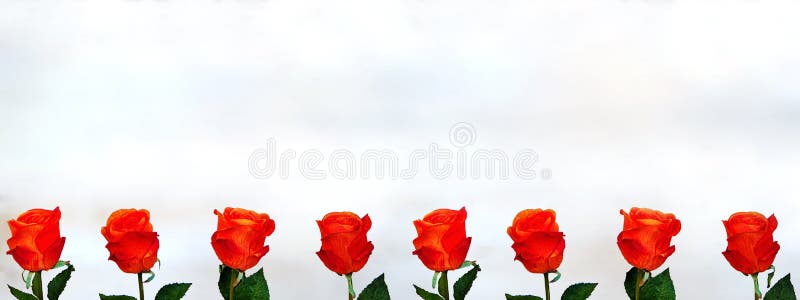 Roses Lined Up in a Row Isolated on White Backgrou Stock Photo - Image ...
