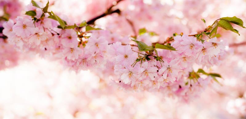 Banner of Beautiful Pink Cherry Blossom Tree Stock Photo - Image of ...
