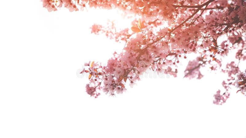 Banner of Blooming Branches of Pink Cherry on a Background of Blue Sky ...