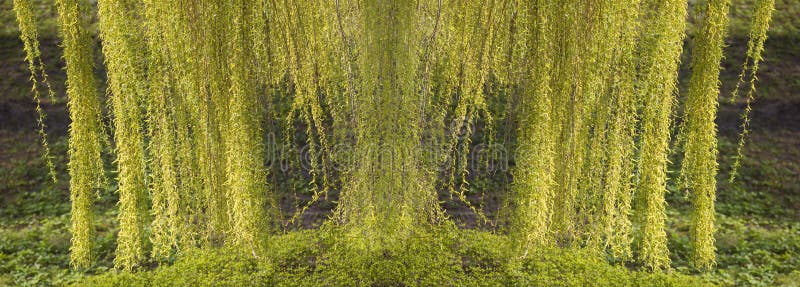 Banner Branches of a Weeping Willow. Stock Photo - Image of summer ...