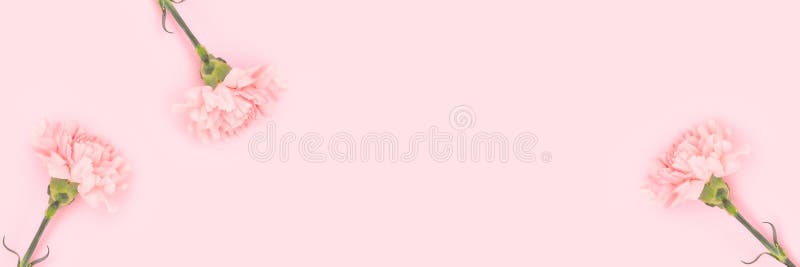 Banner with Pink Carnation Flowers on a Purple Pastel Background Stock ...