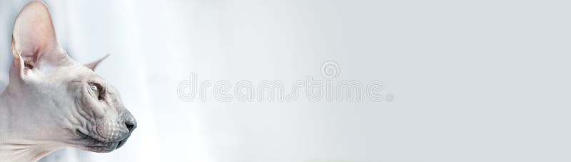 Banner with Cat - Web Header Template Stock Image - Image of sphynx ...