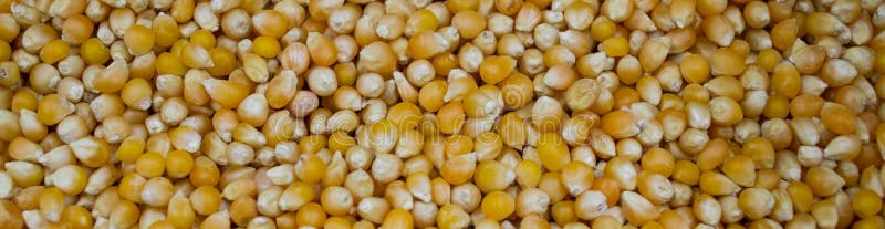 Banner Corn Grits Groat Background. Top View, Closeup Stock Photo ...