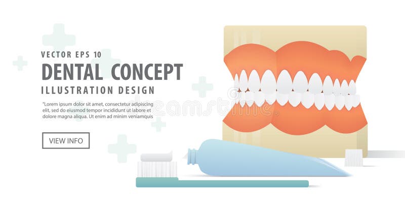 Banner Dentures Model and Tooth Brush and Toothpaste Stock Vector ...