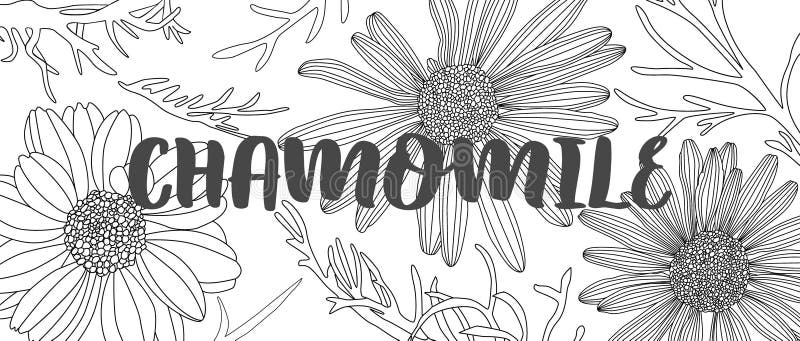 Banner Design with Chamomile. Stock Vector - Illustration of garden ...