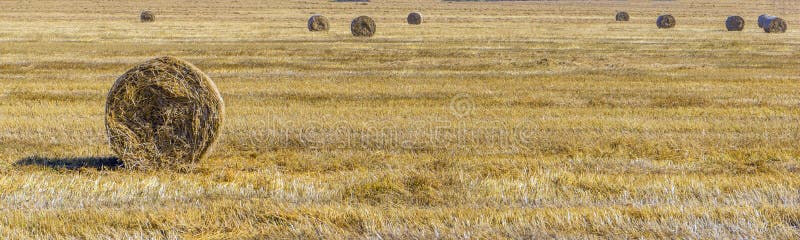 Banner Dry Stack of Straw on a Mown Field. Background Texture after ...