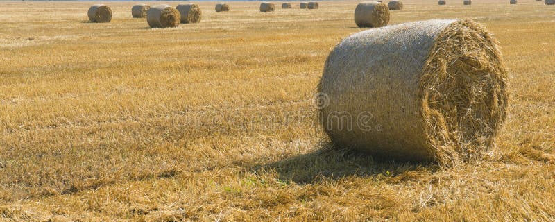 Banner Dry Stack of Straw on a Mown Field at Sunset. Background Texture ...