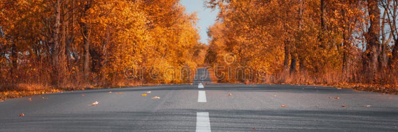 Banner3:1. Empty Asphalt Road in Autumn Forest Stock Photo - Image of ...