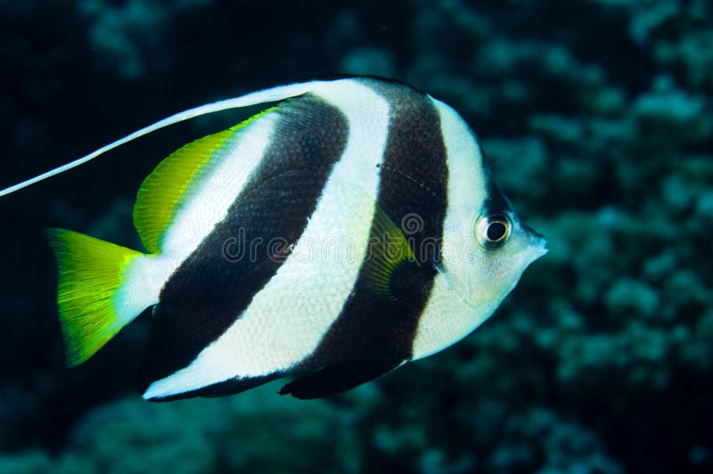 1,765 Reef Banner Fish Stock Photos - Free & Royalty-Free Stock Photos ...