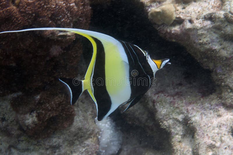 Banner Fish of the Adaman Sea Stock Photo - Image of angel, ocean: 16808986