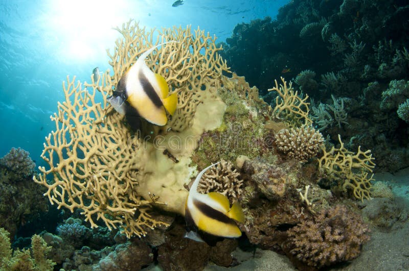 Banner fish on coral reef stock image. Image of water - 24555723