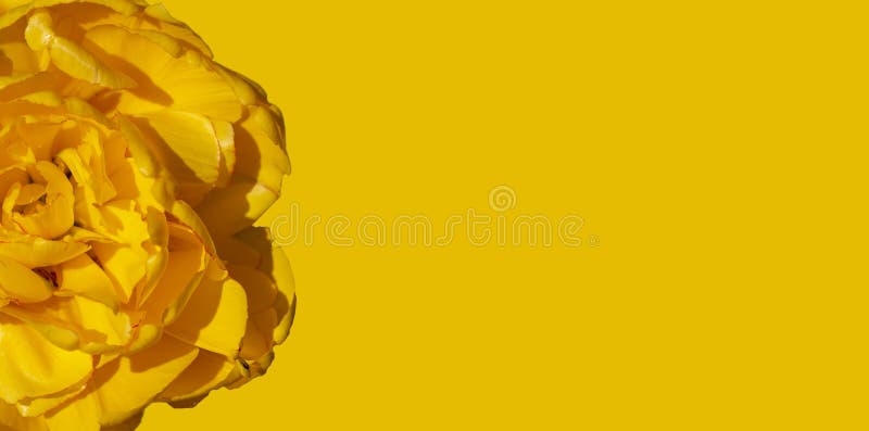 Banner Half Yellow Flower on a Yellow Background. Stock Image - Image ...
