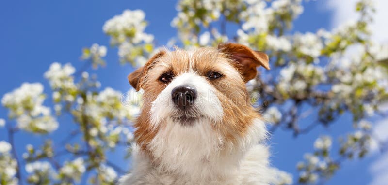 Banner of a Happy Smiling Dog Face with Flowers in Spring Stock Image ...