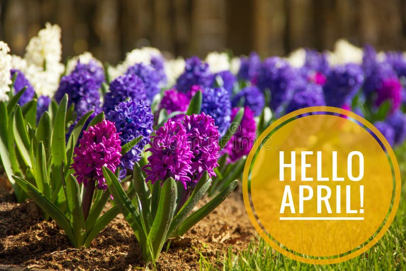 Banner Hello April. Hi Spring. Hello April. Welcome Card we are Waiting ...