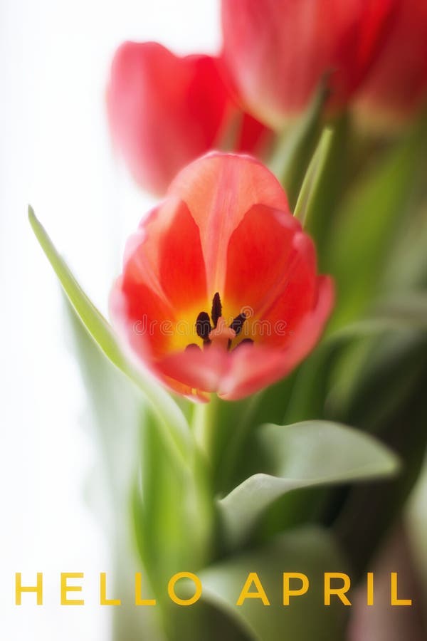 Banner Hello April. Hi Spring. Hello April. Welcome Card we are Waiting ...