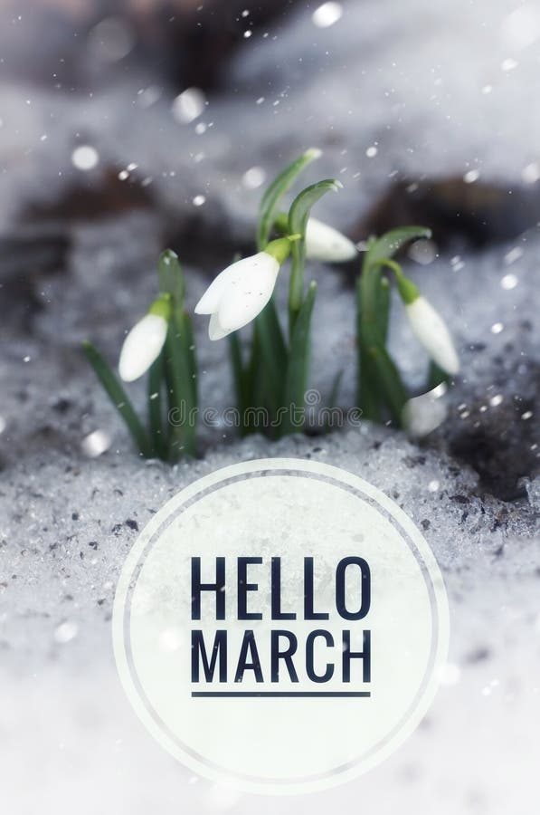 Banner Hello March. Greetings of Spring. we are Waiting for Spring ...