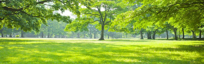 Green tree stock photo. Image of park, landscape, sunlight - 264476584