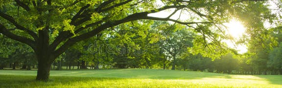 Green tree stock image. Image of flower, shade, background - 264476677