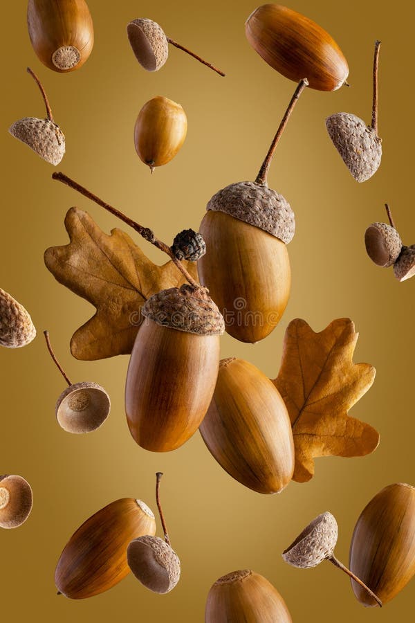 Banner Made of Acorns in the Style of Advertising. Oak Nut Stock Photo ...
