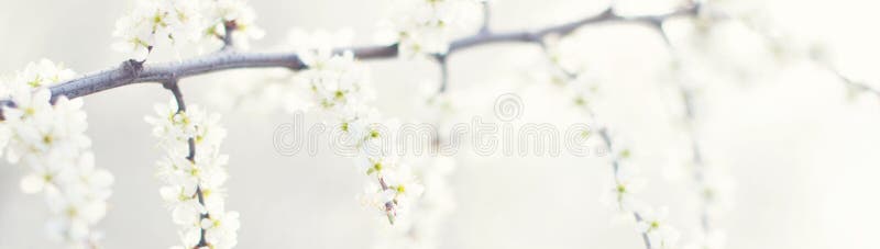 Nature header and footer stock photo. Image of footer - 21354020