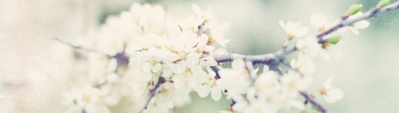Nature header and footer stock photo. Image of footer - 21354020