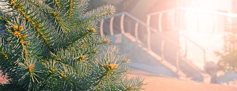 Banner Pine Tree in the Foreground. Stock Photo - Image of needles ...
