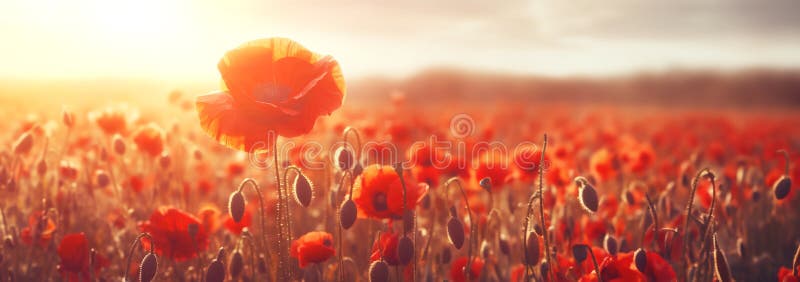 Banner Poppies at Sunset, Poppy Field. Stock Photo - Image of sunlight ...