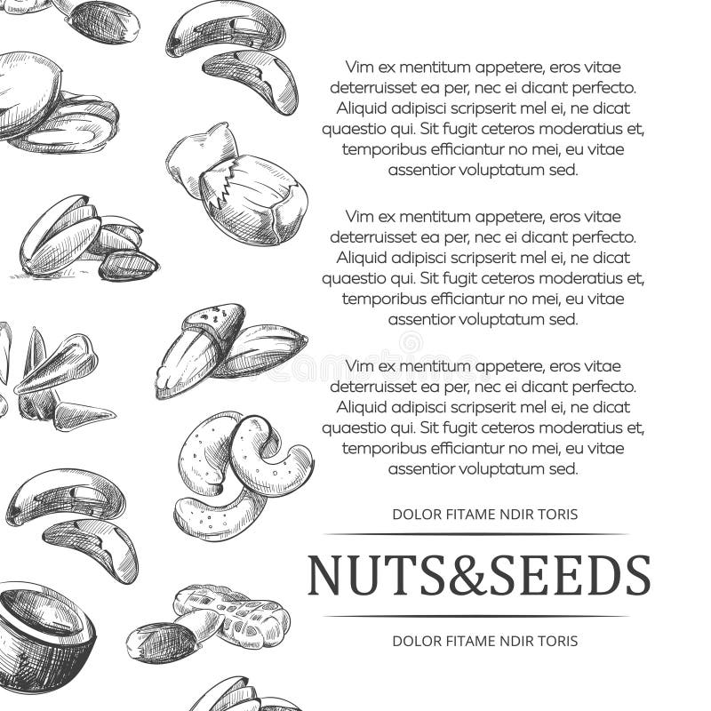 Banner or Poster with Hand Sketched Nuts and Seeds Stock Vector ...