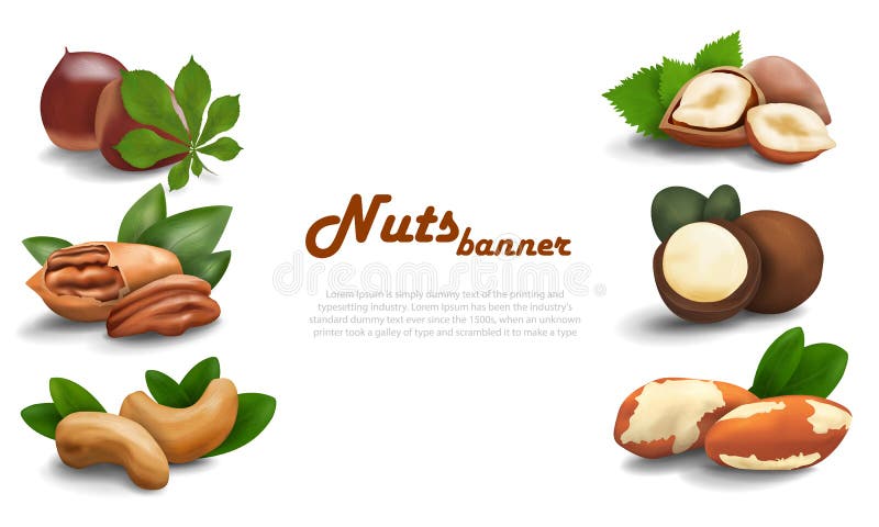 Banner with Realistic Nuts and Space for Text in the Middle Stock ...