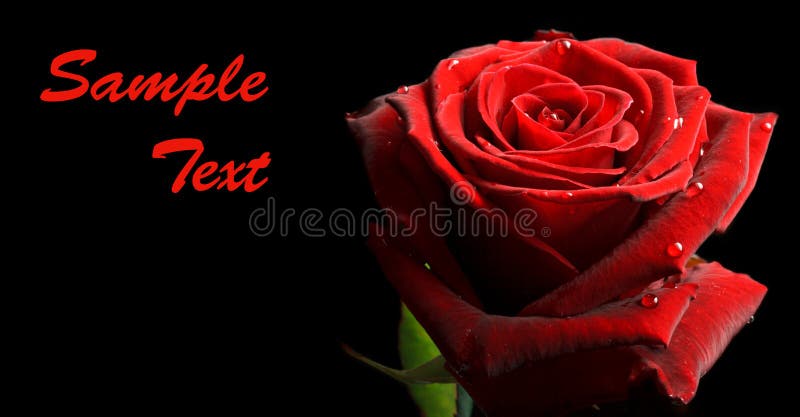 Rose with drops stock image. Image of gift, natural, leaf - 25247441