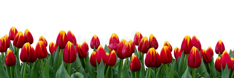 Banner with Red Tulips Border Stock Image - Image of celebration, card ...
