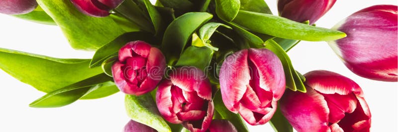 Banner with Red Tulips on a White Background Stock Image - Image of ...