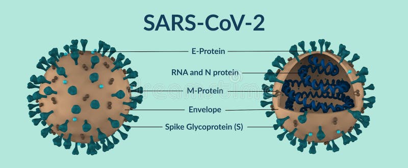 Banner of the SARS-CoV-2 Coronavirus Molecule in Full and in Section ...