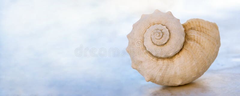 Banner with Shell on Light Blue Background. Stock Photo - Image of ...