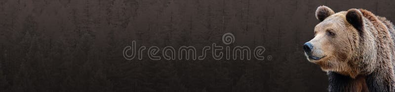Banner for the Site, Brown Bear Stock Photo - Image of banner, design ...