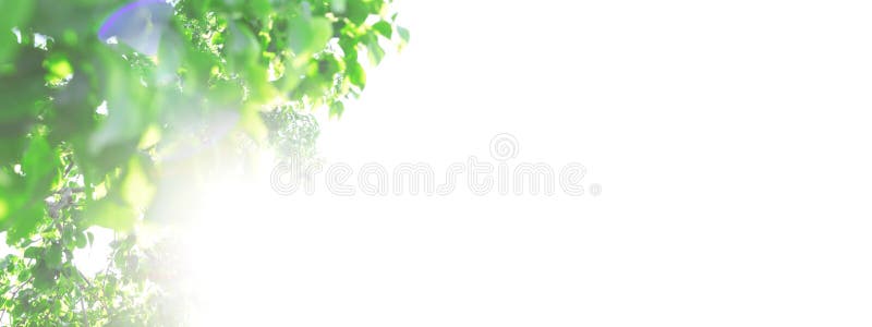 Banner for the Site with Tree Leaves, Sky and Sunbeams Stock Photo ...