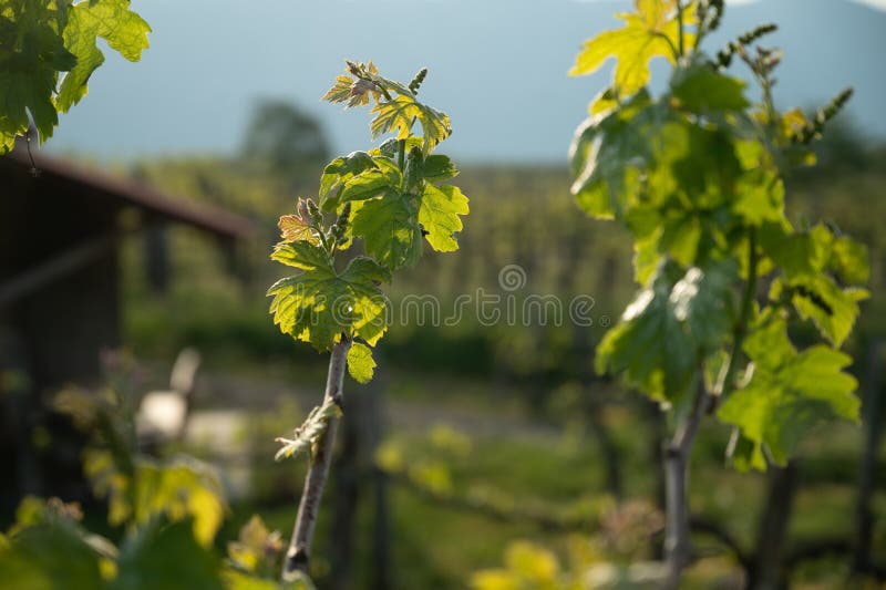 Banner Size Image of a Vineyard in Early Spring with Young Leaves and ...