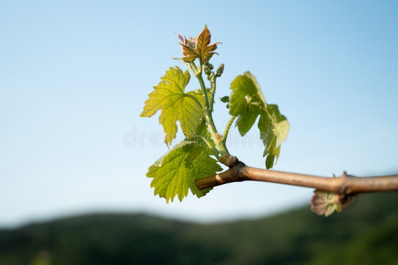 Banner Size Image of a Vineyard in Early Spring with Young Leaves and ...