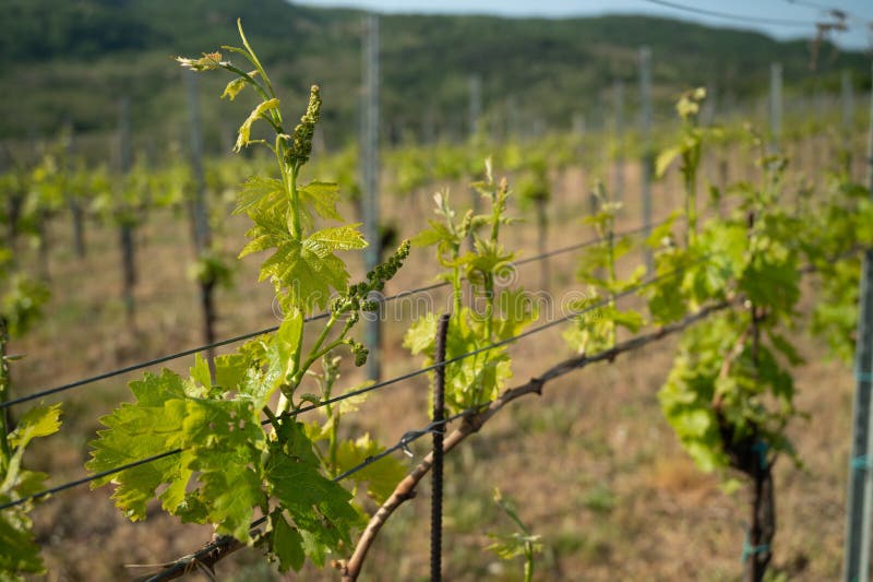 Banner Size Image of a Vineyard in Early Spring with Young Leaves and ...